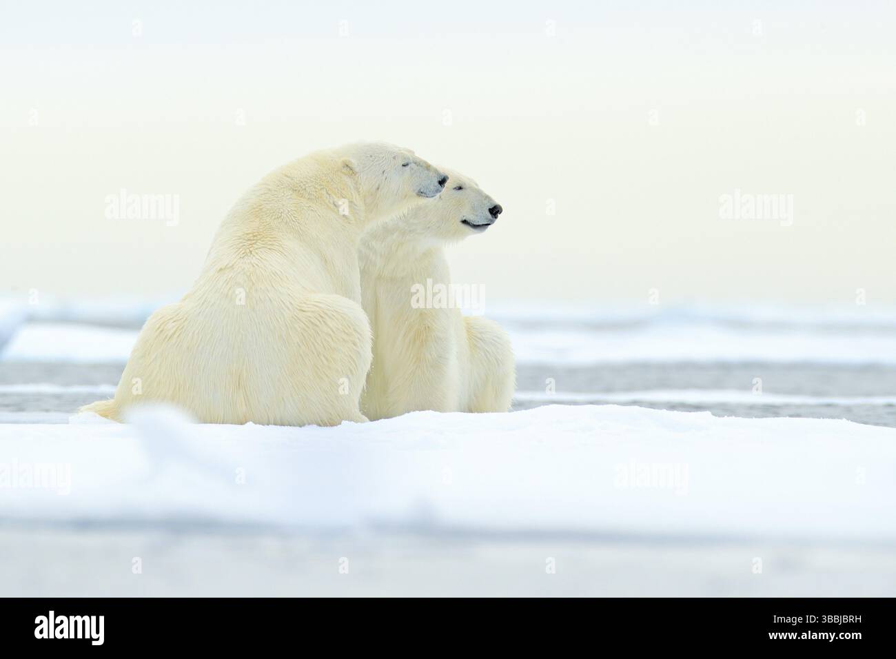 Polar bear dancing on the ice. Two Polar bears love on drifting ice with snow, white animals in ...
