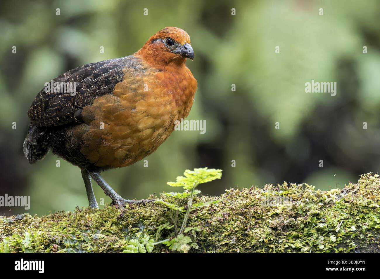Chestnut Wood-quail (Odontophorus hyperythrus) perched on a branch in ...