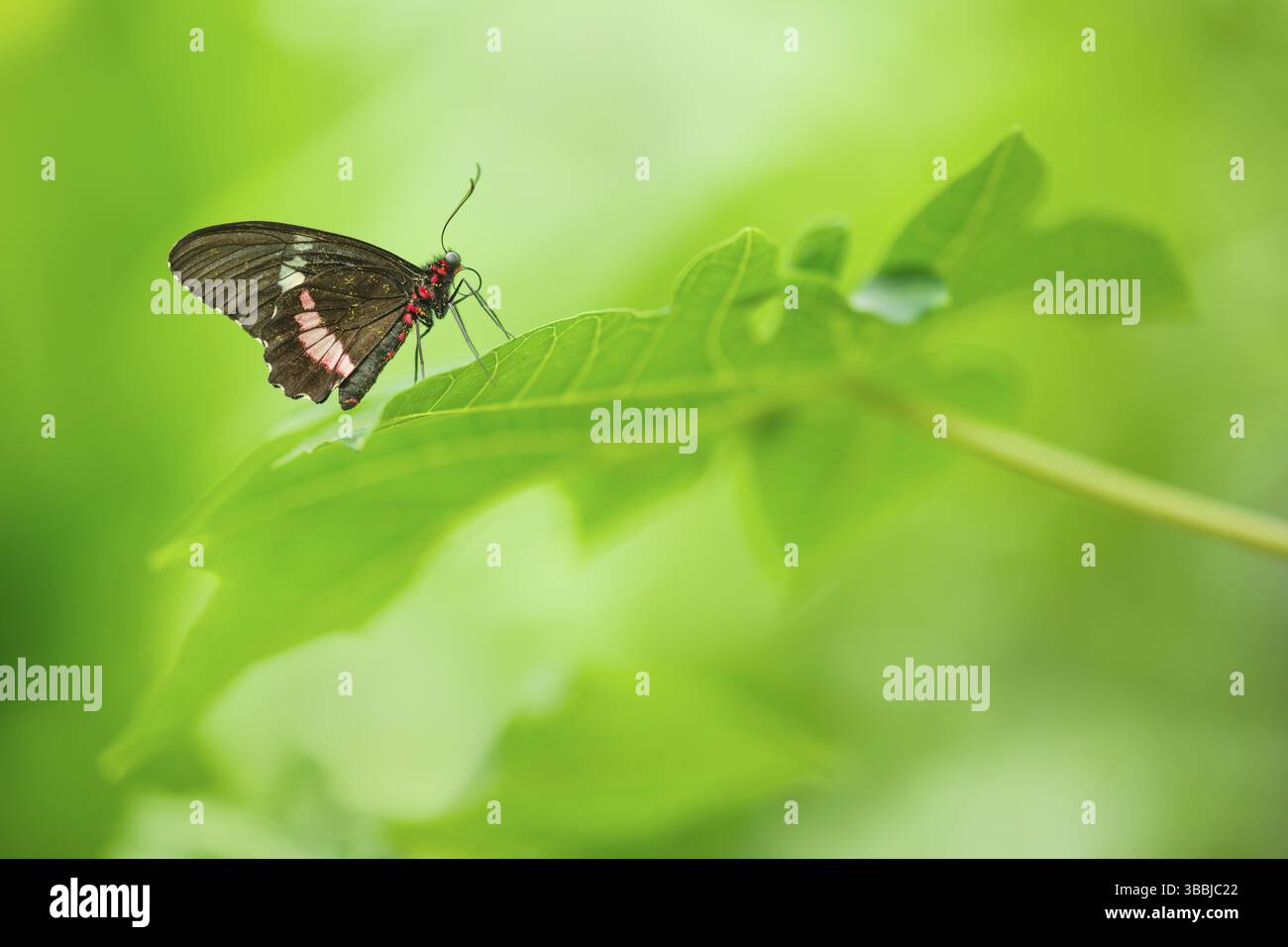 Parides iphidamas, Iphidamas Cattleheart, Transandean Cattleheart ...