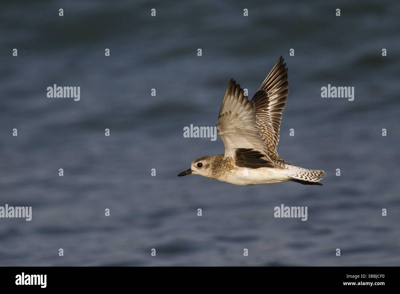 Grey Plover (Pluvialis squatarola) flying, Oman, Asia Stock Photo - Alamy