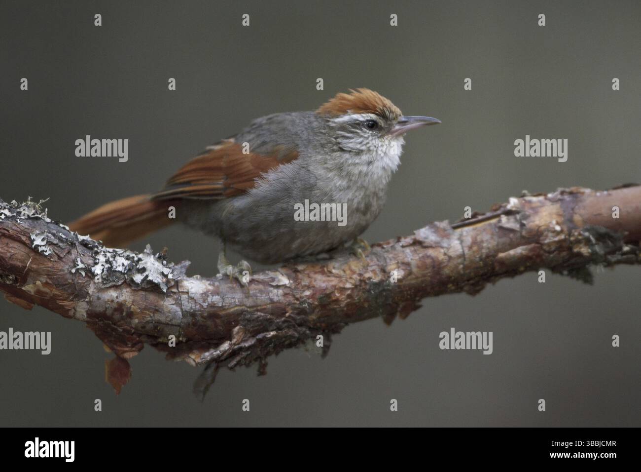 Baron's Spinetail (Cranioleuca baroni), Central Highlands, Peru, South ...