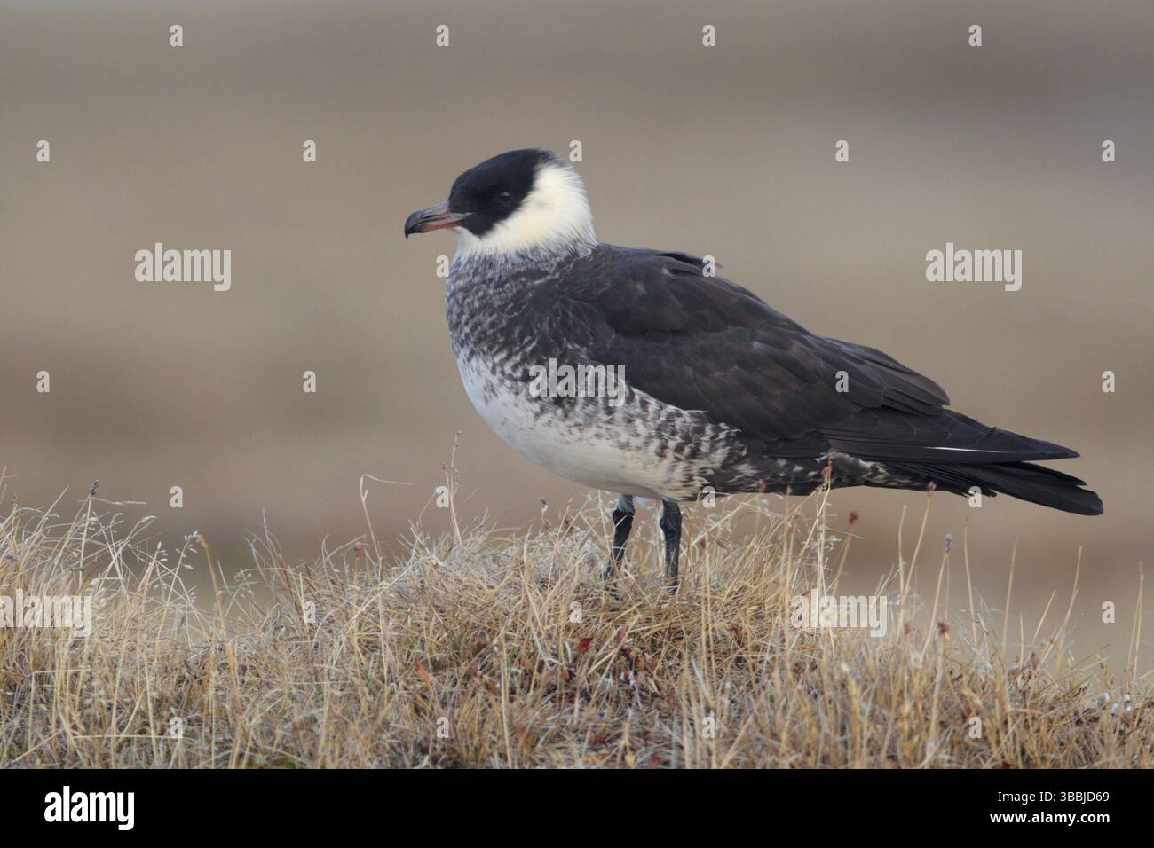 Pomarine Skua (Stercorarius pomarinus), Alaska, USA, North America ...