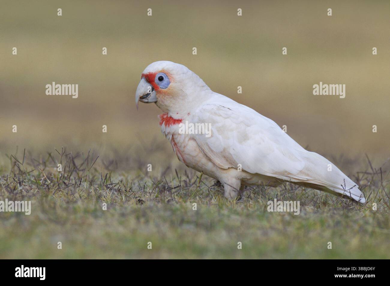 Long-billed Corella (Cacatua tenuirostris), Western Australia ...