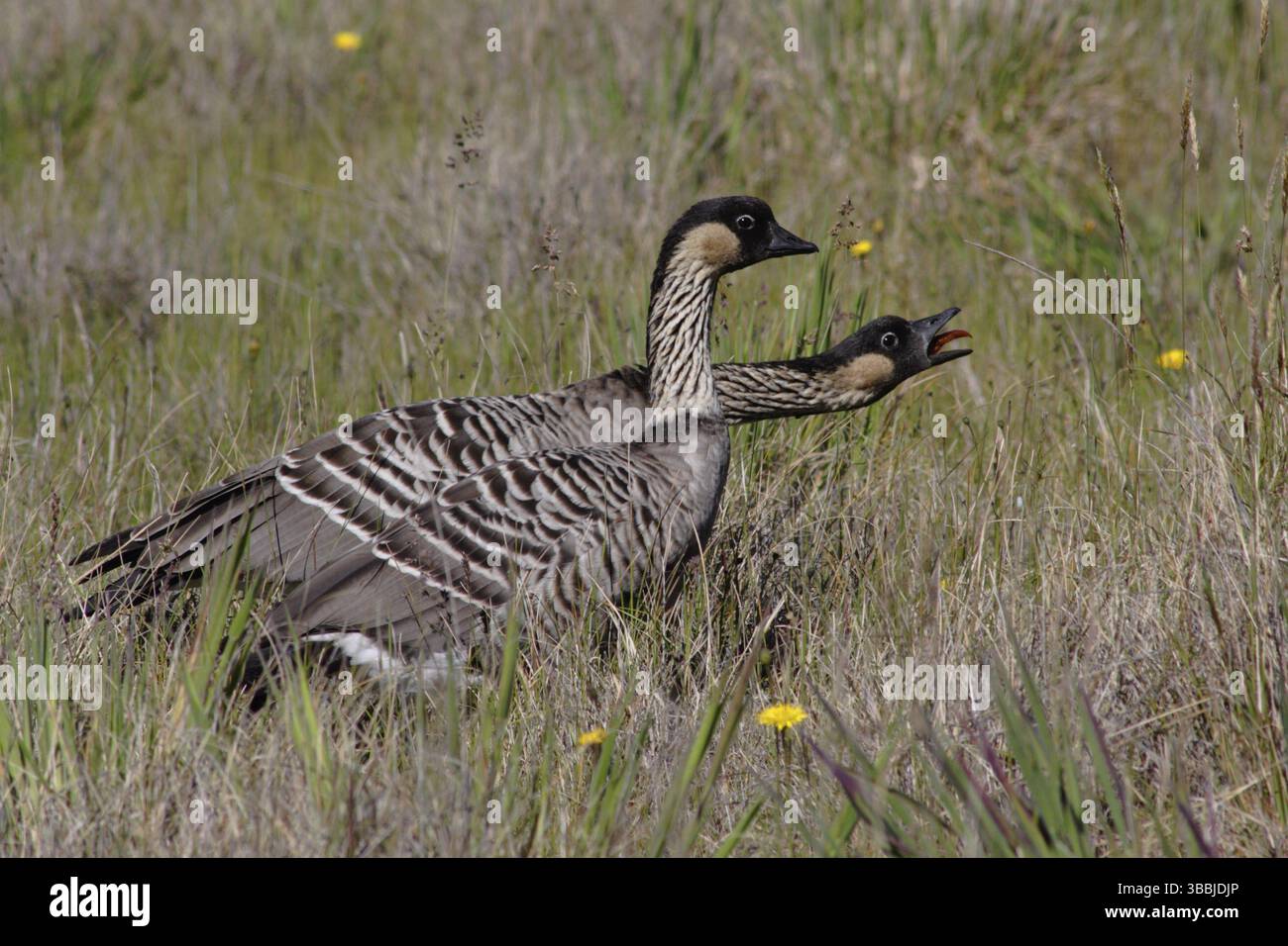 Nene, Hawaiian Goose, Branta sandvicensis, Hawaii endemic, Endangered ...