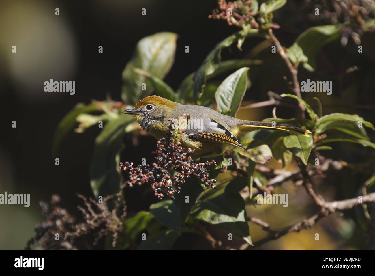 Minlas hi-res stock photography and images - Alamy