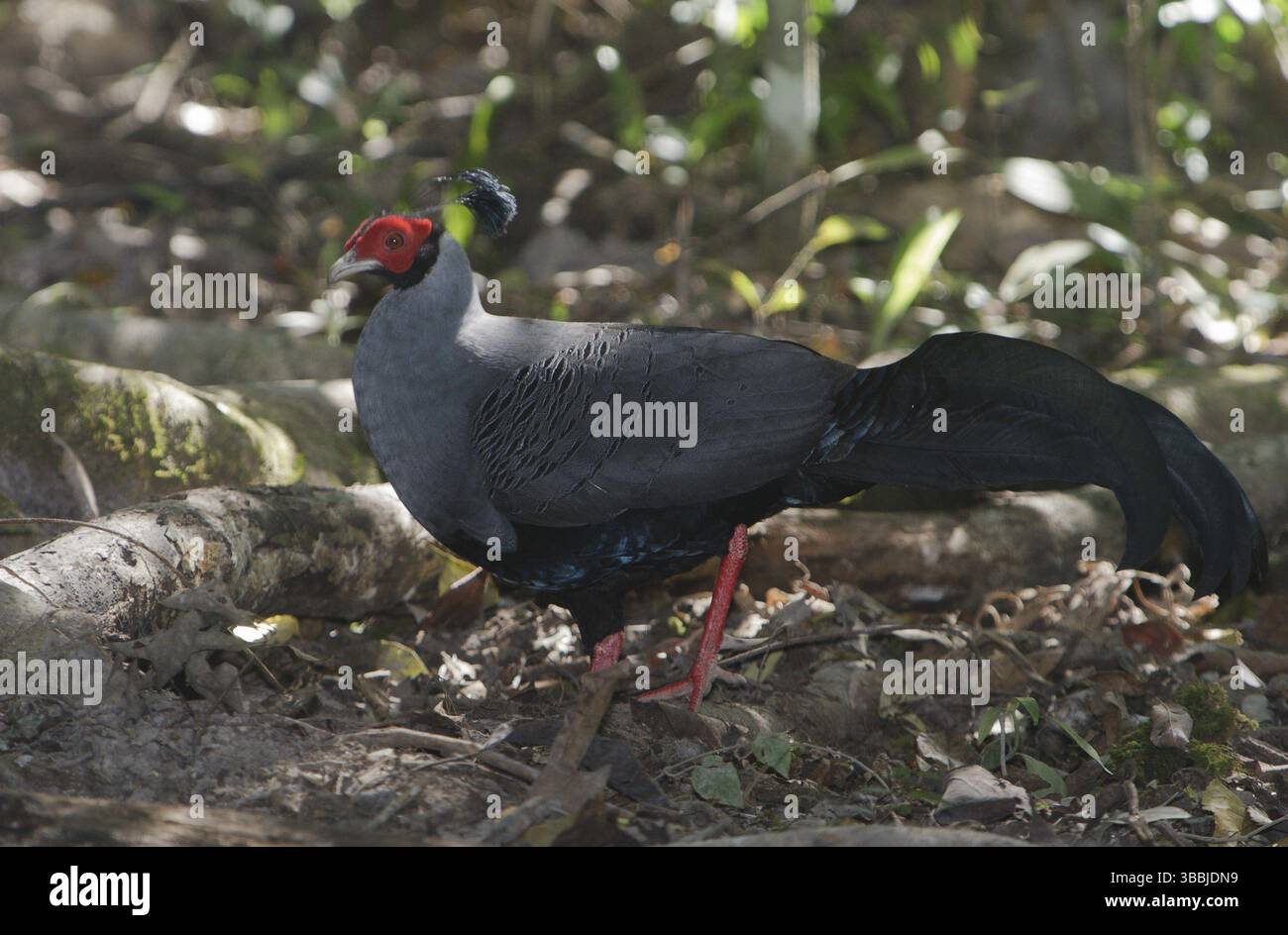Siamese Fireback, male - Phu Khieo Wildlife Sanctuary, Thailand, Asia ...