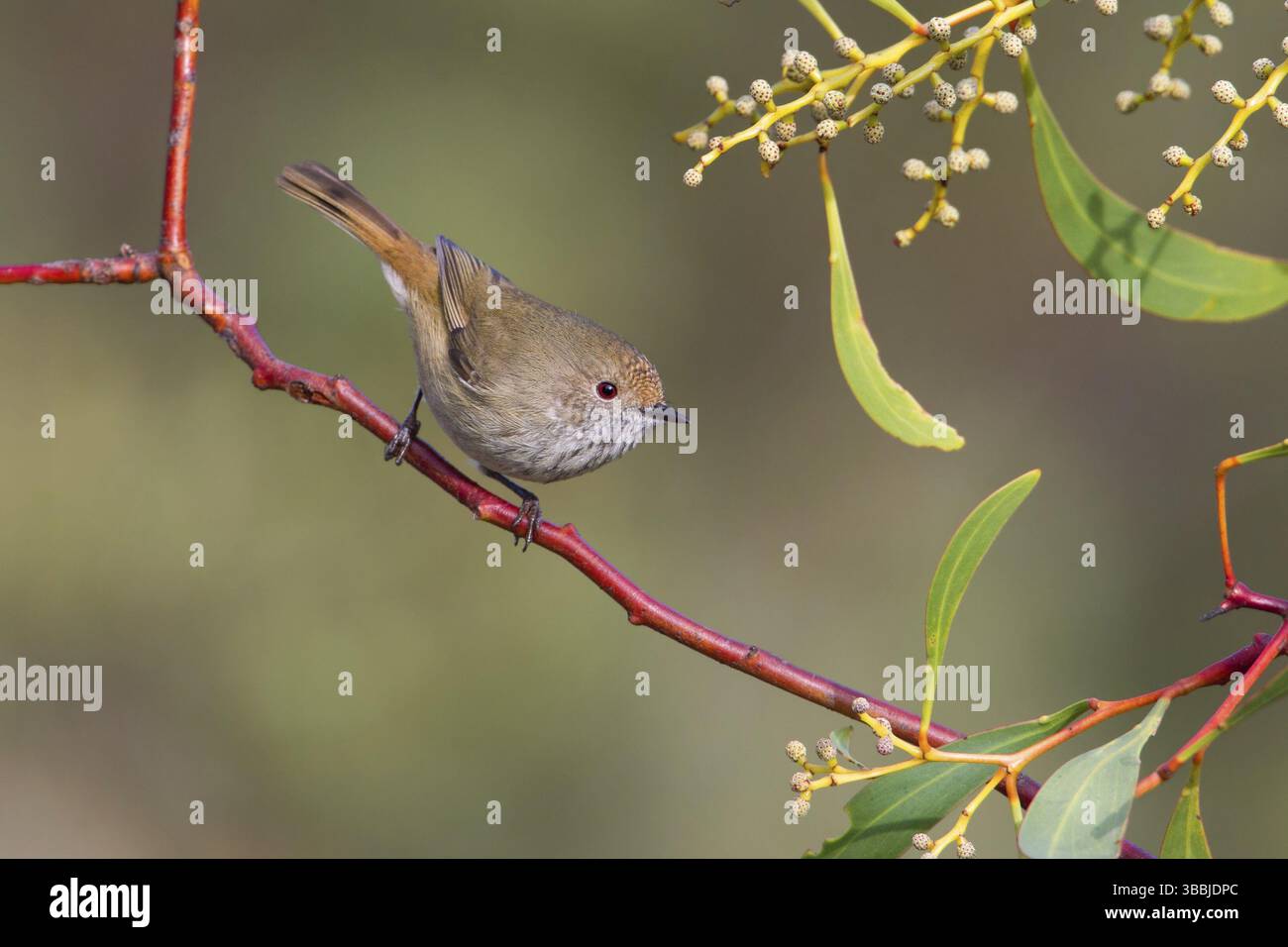 Brown Thornbill (Acanthiza pusilla), Victoria, Australia, Oceania Stock ...