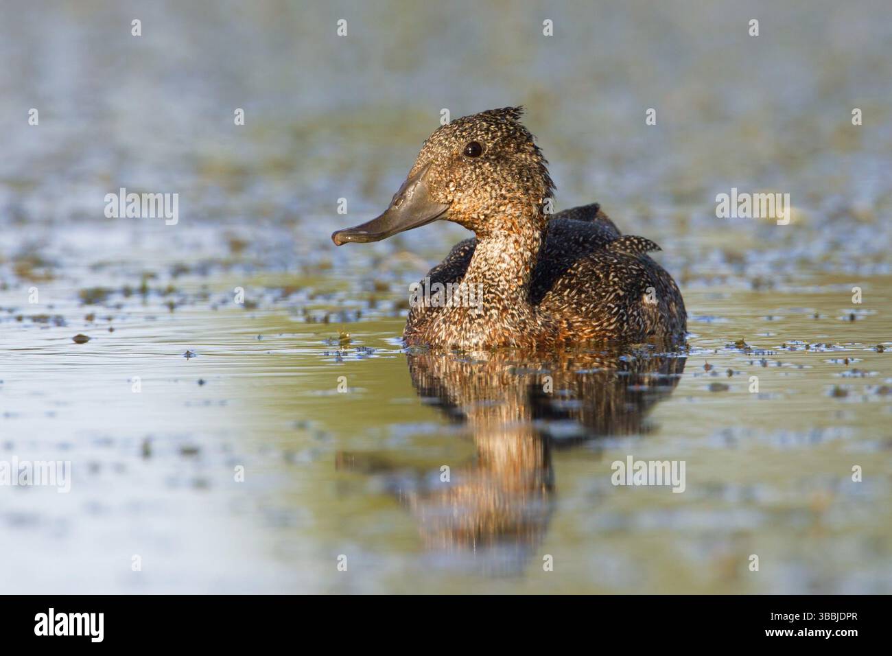 Freckled Duck (Stictonetta naevosa), Victoria, Australia, Oceania Stock Photo - Alamy