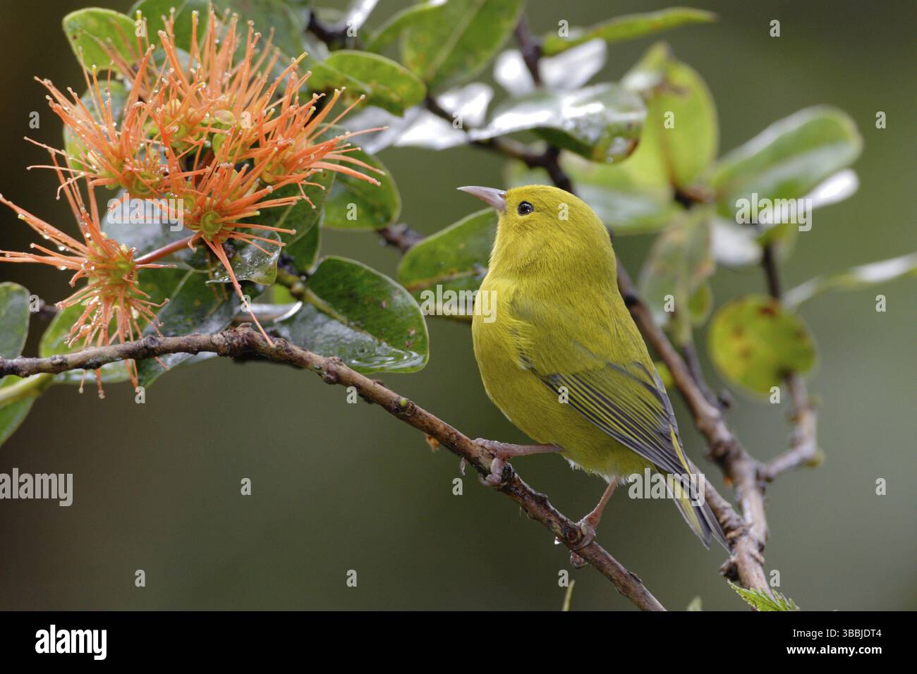 Anianiau, Maguma parvus, Hawaiian Honeycreeper Stock Photo - Alamy