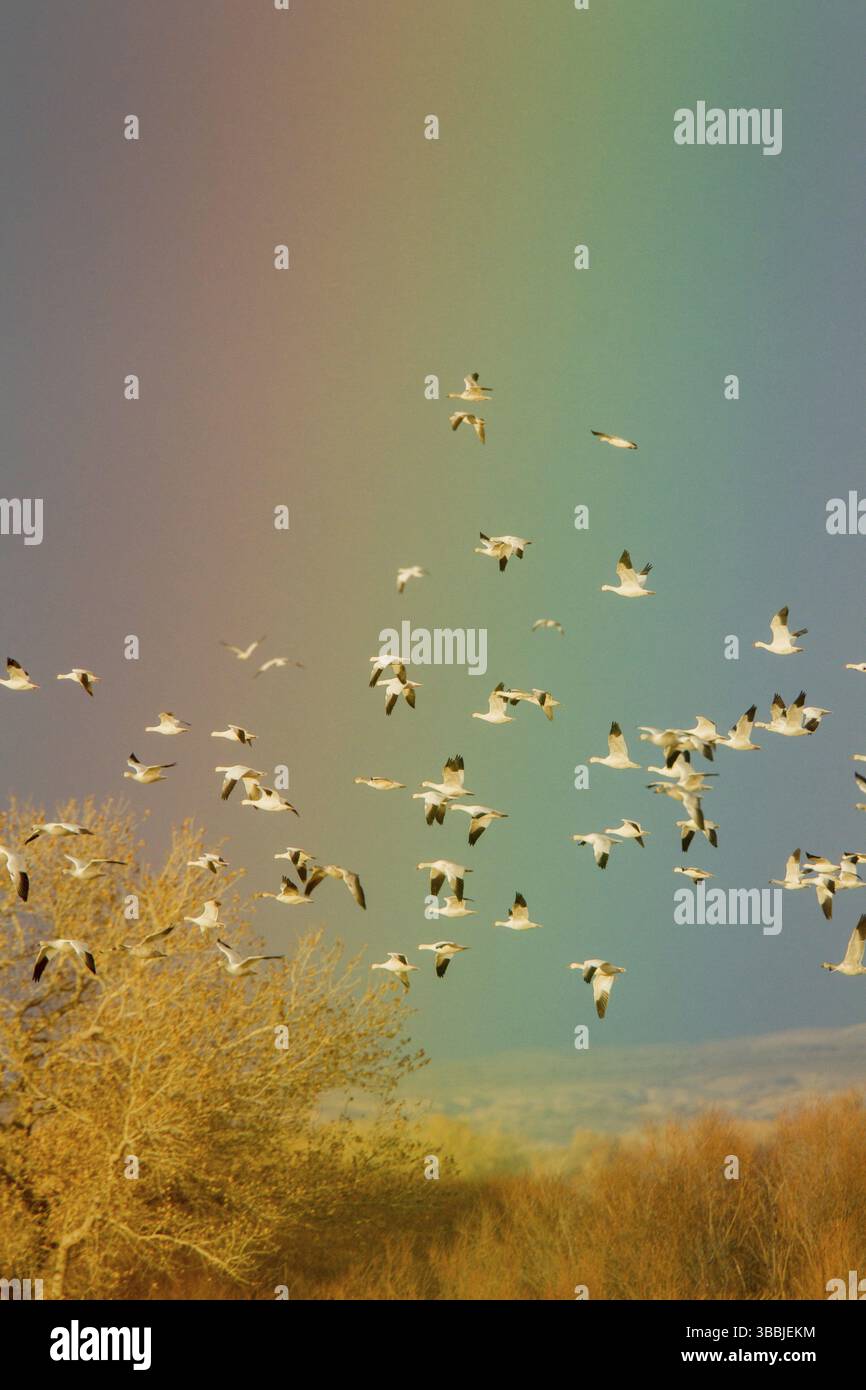 Bosque del apache and rainbow hi-res stock photography and images - Alamy