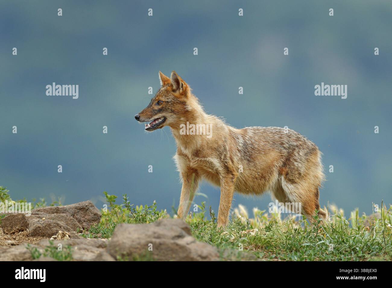 Golden jackal, Canis aureus, in grass and srtone, Romania, Europe ...
