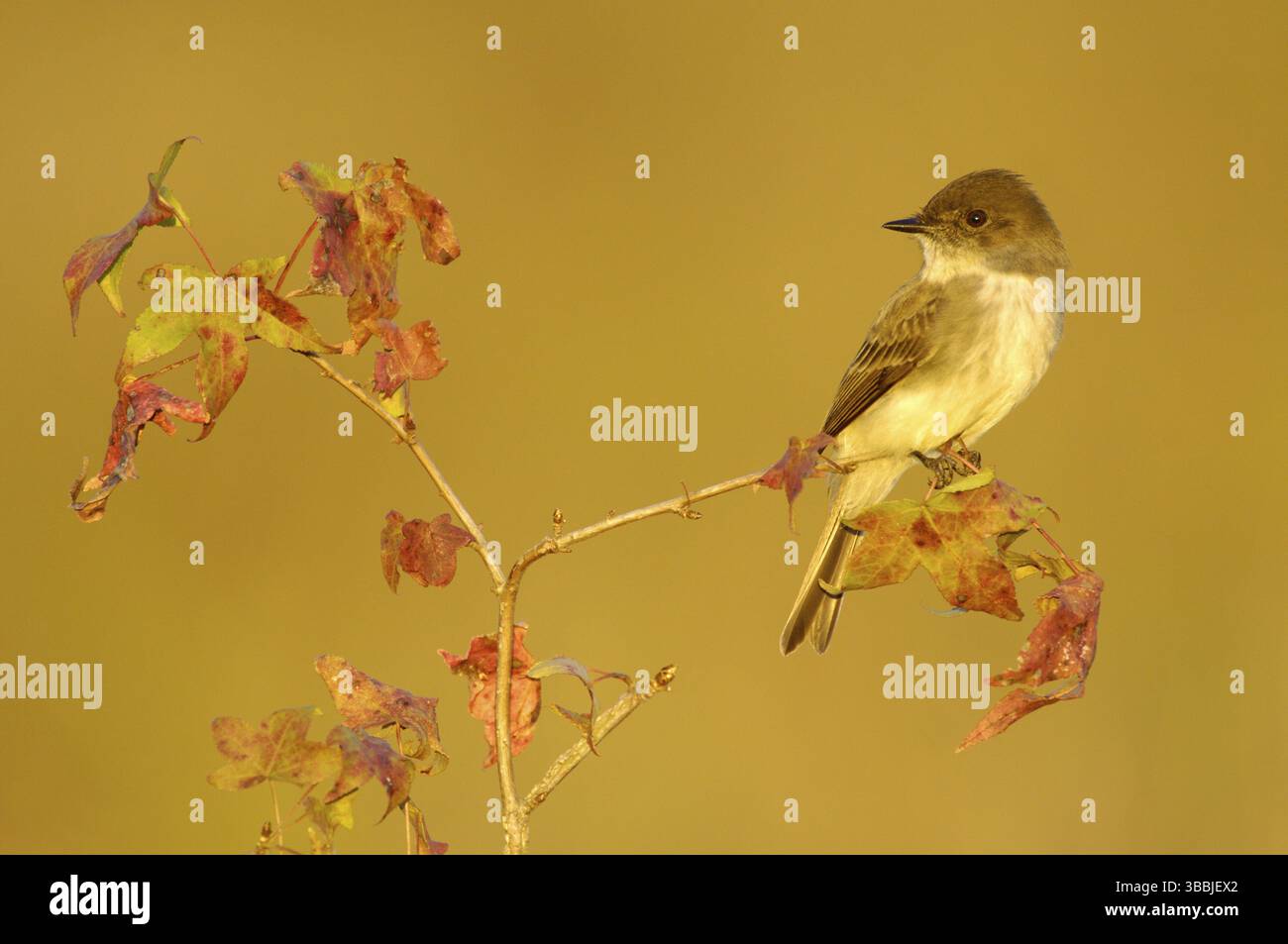 Eastern Phoebe (Sayornis phoebe), Texas, USA, North America Stock Photo ...