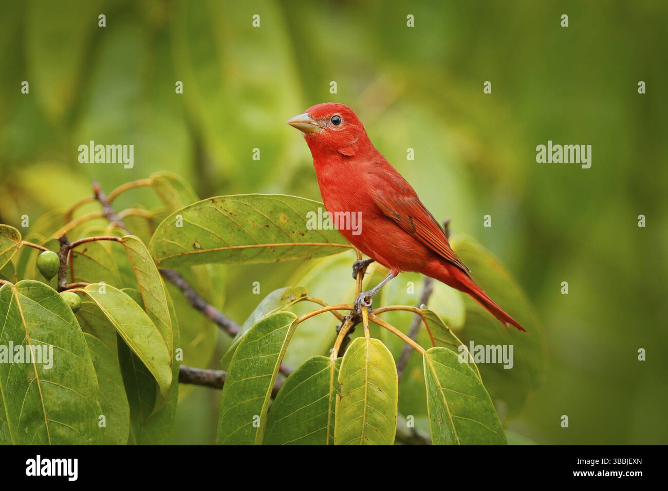 Summer Tanager, Piranga rubra, red bird in the nature habitat. Tanager ...