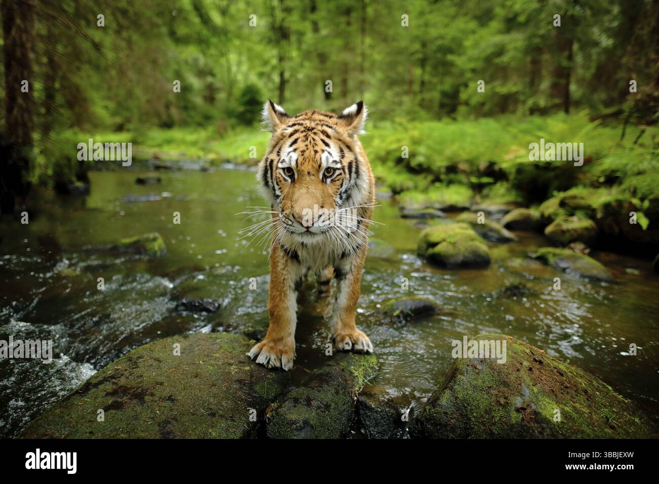 Amur tiger walking in river water. Danger animal, tajga, Russia. Animal ...