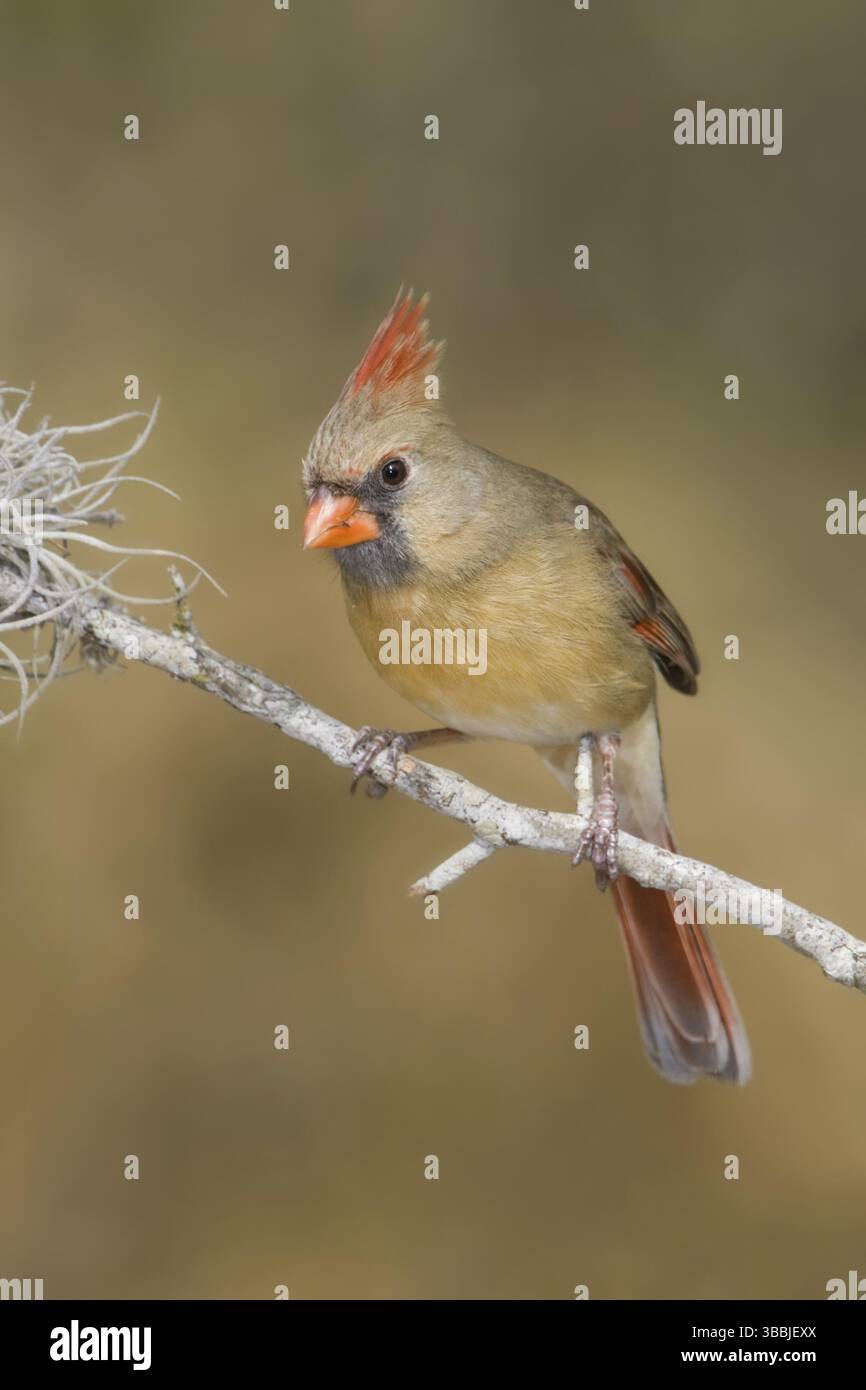 Northern Cardinal (Cardinalis cardinalis), Texas, USA, North America ...