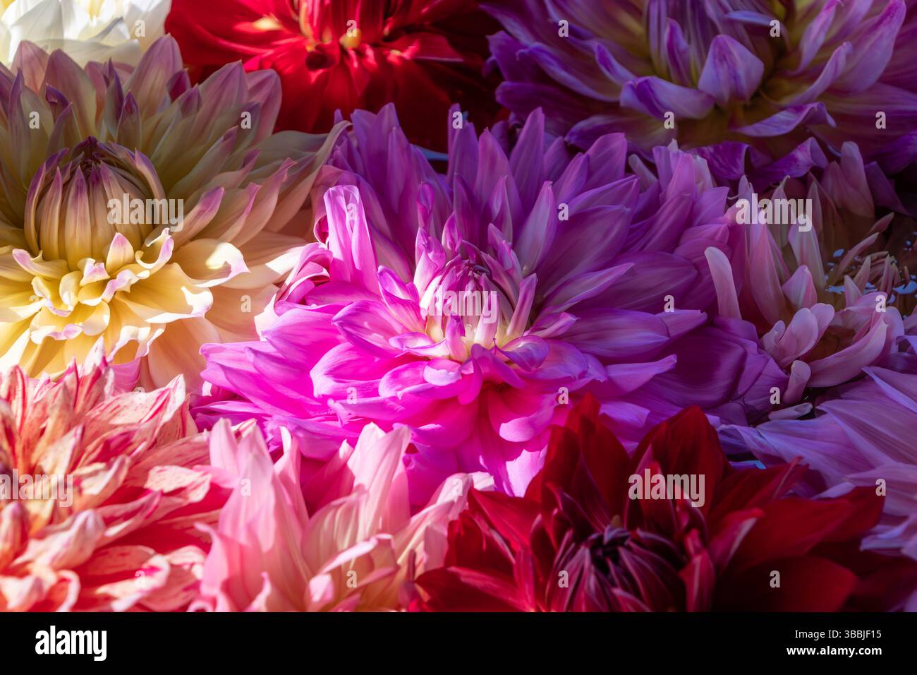 Red and purple lighting hi-res stock photography and images - Alamy