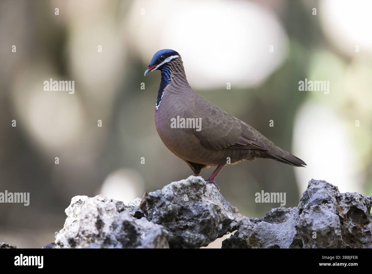 Blue-headed Quail-Dove (Starnoenas cyanocephala), Cuba, Central America ...