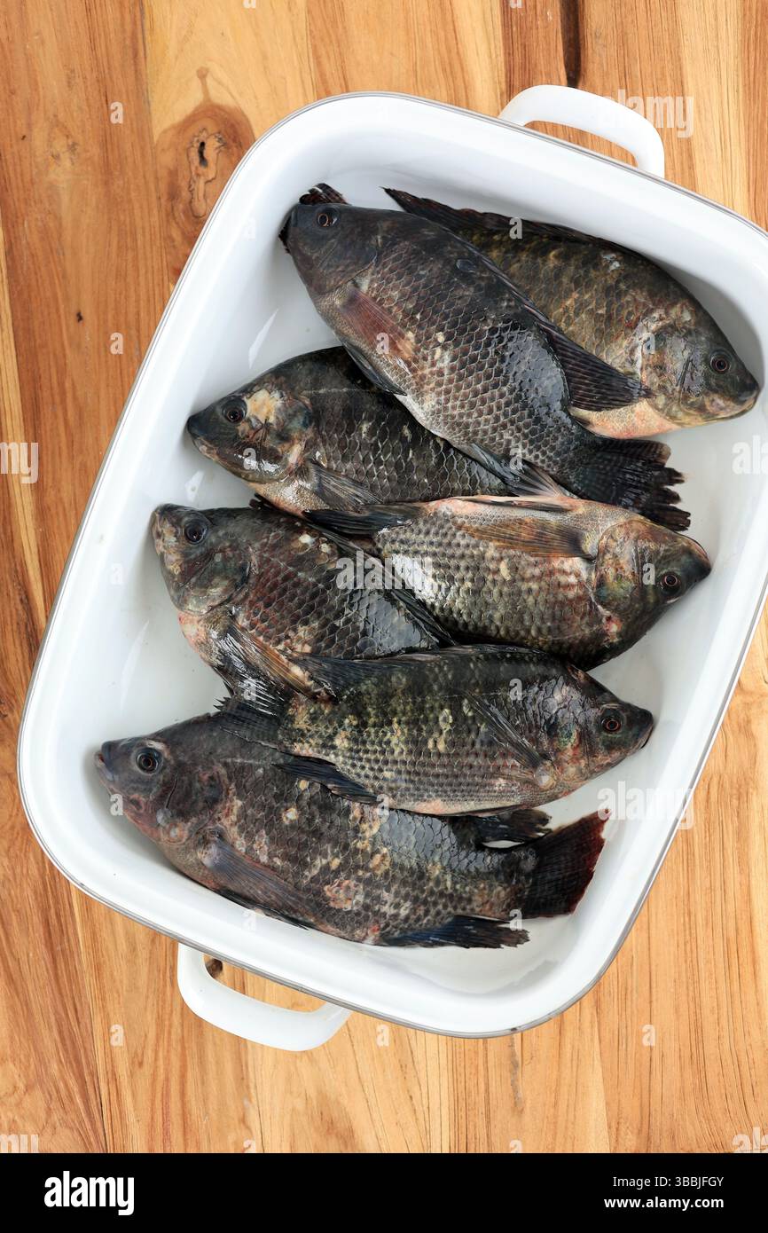 Raw Tilapia or Ikan Nila. Top View on Fresh Tilapia Fish on White ...