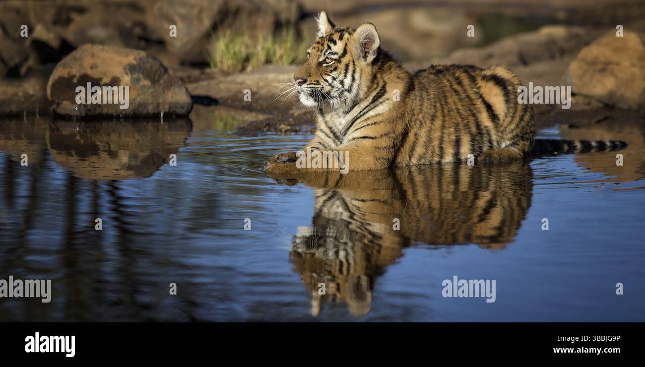 Bengal Tiger (Panthera tigris) immature bathing in waterhole, captive ...
