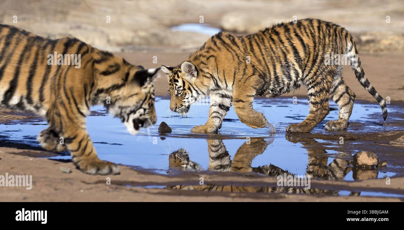 Bengal Tiger (Panthera tigris) immature drinking in waterhole, captive ...
