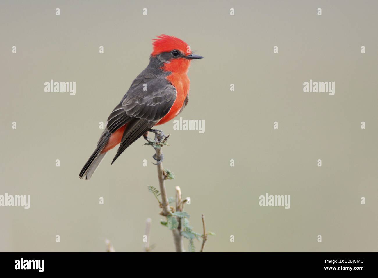 Vermilion Flycatcher (Pyrocephalus rubinus), Pantanal, Brazil, South ...