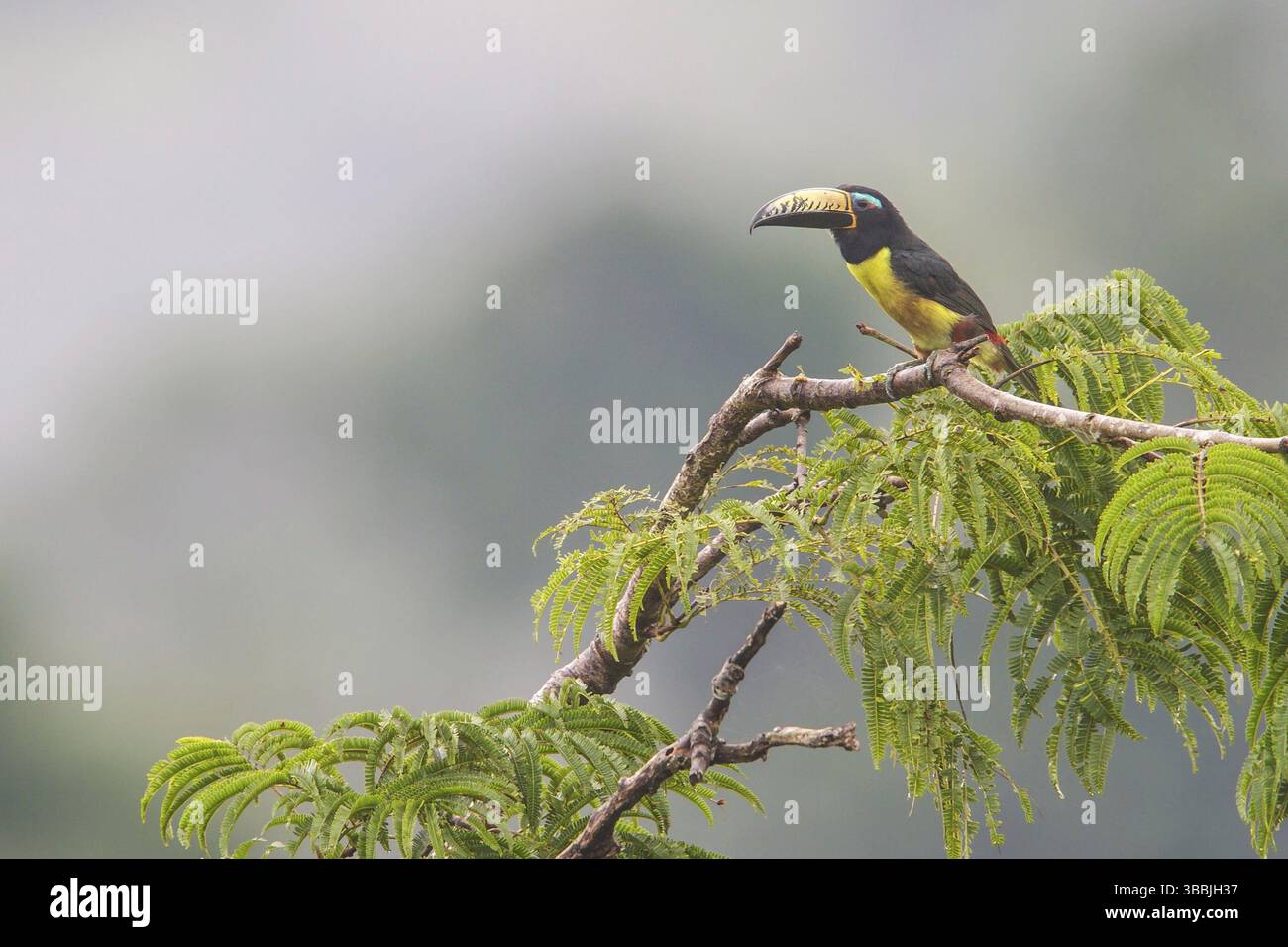 Lettered Aracari (Pteroglossus inscriptus) perched on a branch in ...