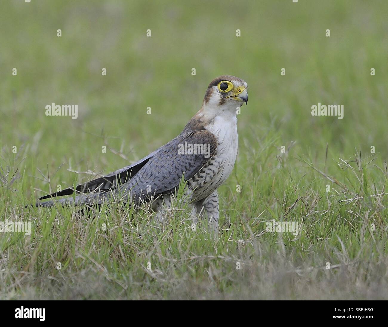 Red-necked Falcon (Falco chicquera), India, Asia Stock Photo - Alamy