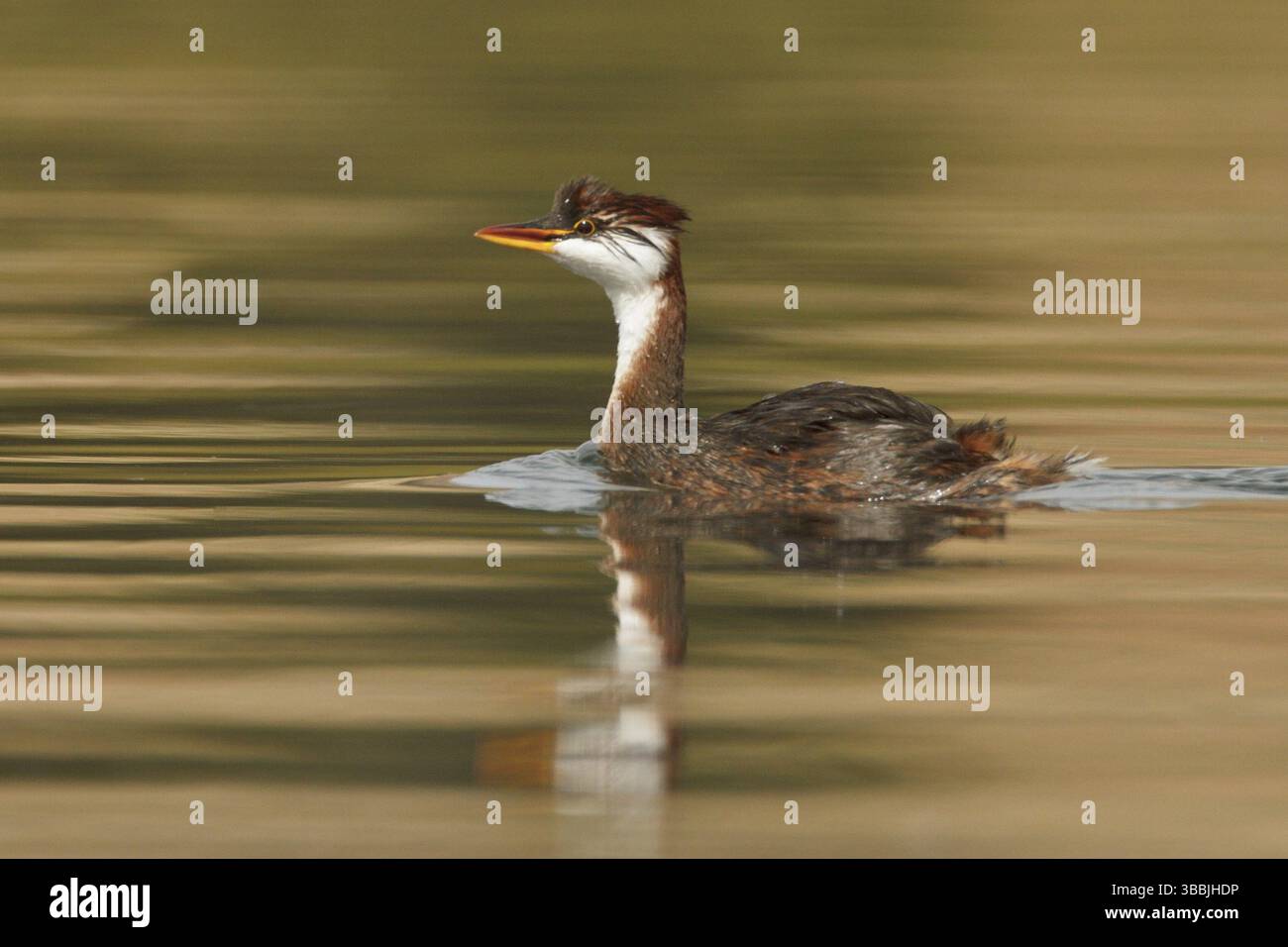 Centropelma microptera hi-res stock photography and images - Alamy