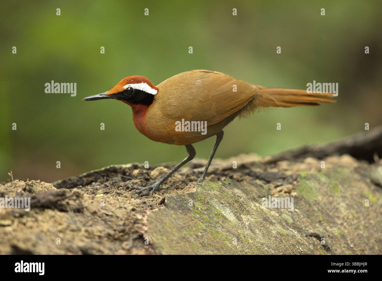 Rail-babbler (Eupetes macrocerus), Pahang, Malaysia, Asia Stock Photo ...