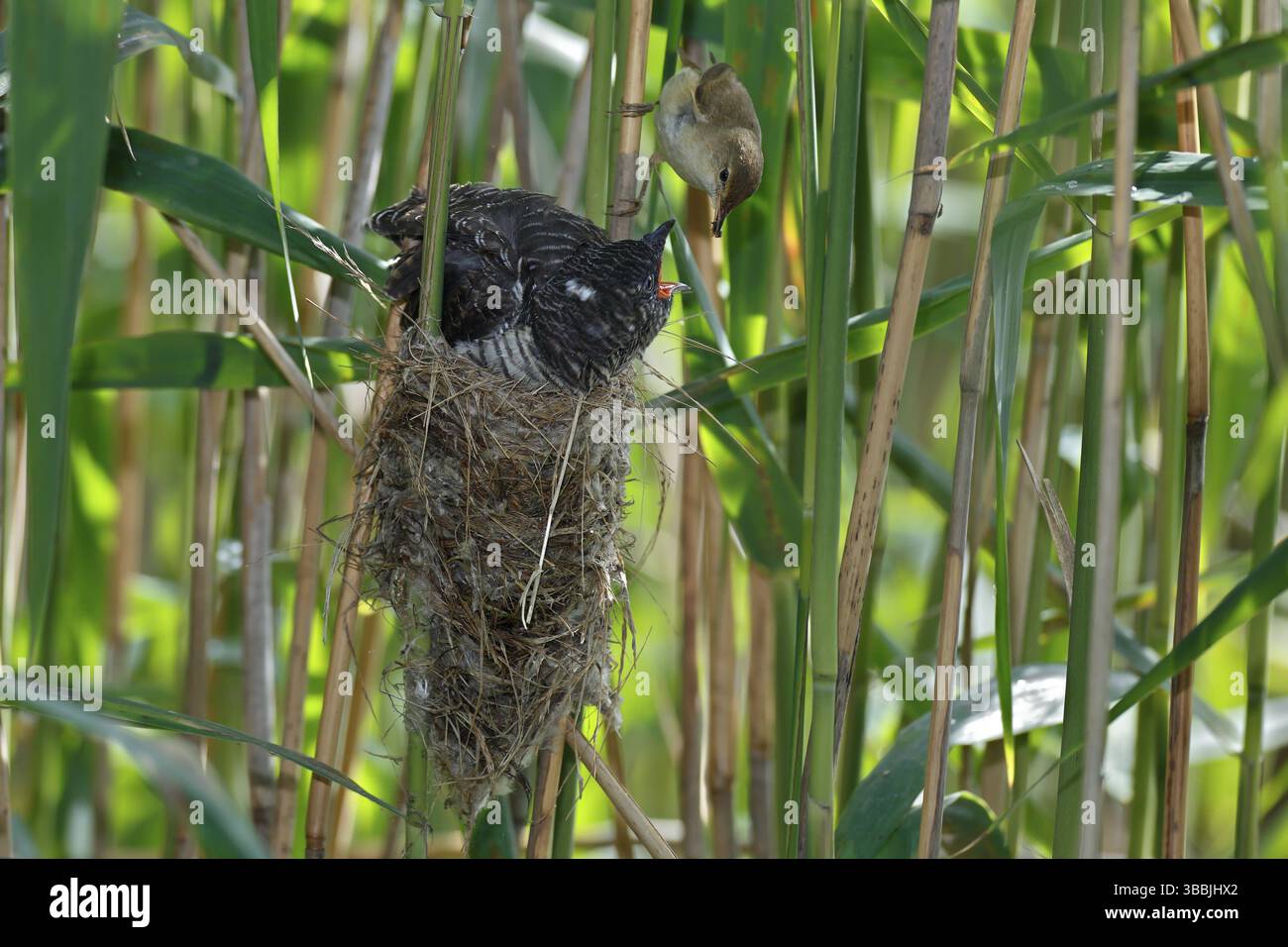 Common Cuckoo & Eurasian Reed Warbler (Cuculus canorus & Acrocephalus ...
