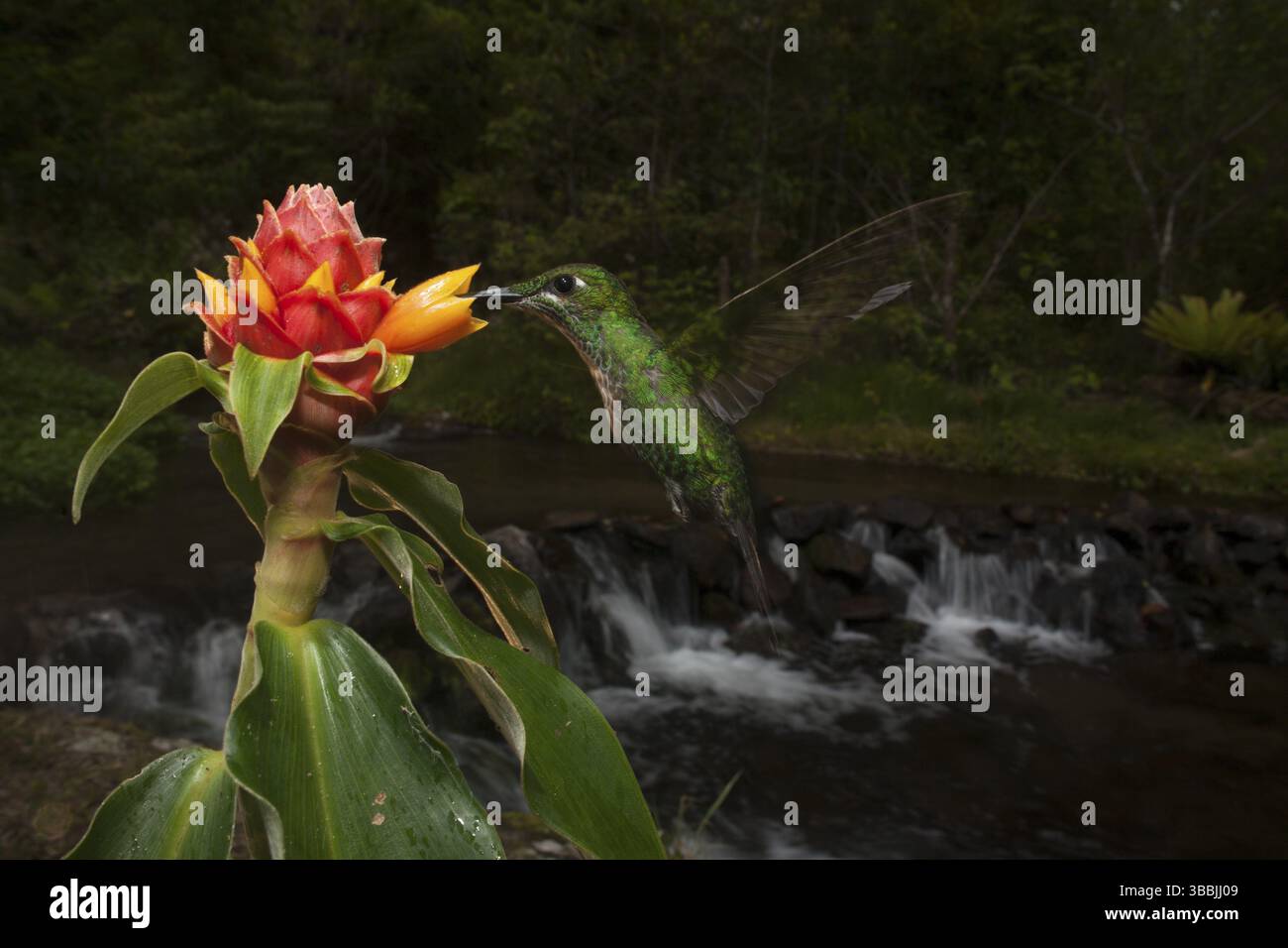 Hummingbirds are amazing, and pollination is a key event that allows us ...