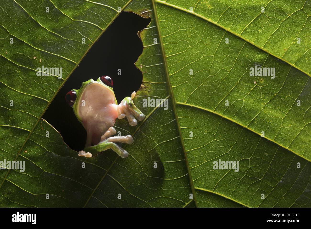 A Gliding Leaf Frog (Agalychnis spurrelli) in a rainforest at night in ...