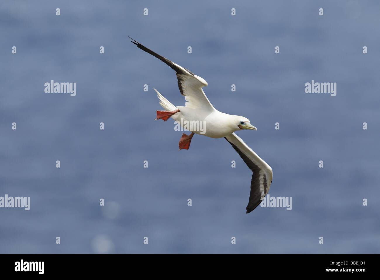 Red-footed Booby (Sula sula) flying, Hawaii, USA, North America Stock ...