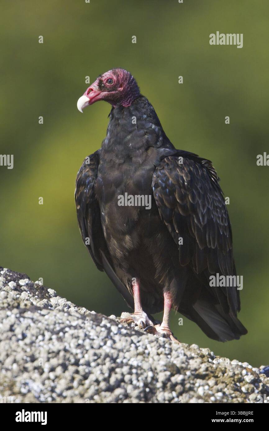 Turkey Vulture (Cathartes aura), British Columbia, Canada, North ...