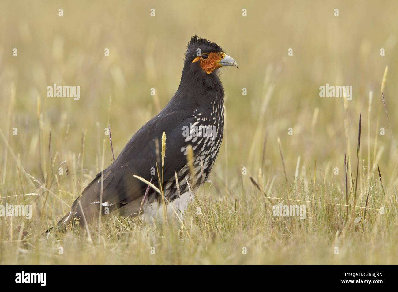 Carunculated Caracara (Phalcoboenus carunculatus), Ecuador, South ...