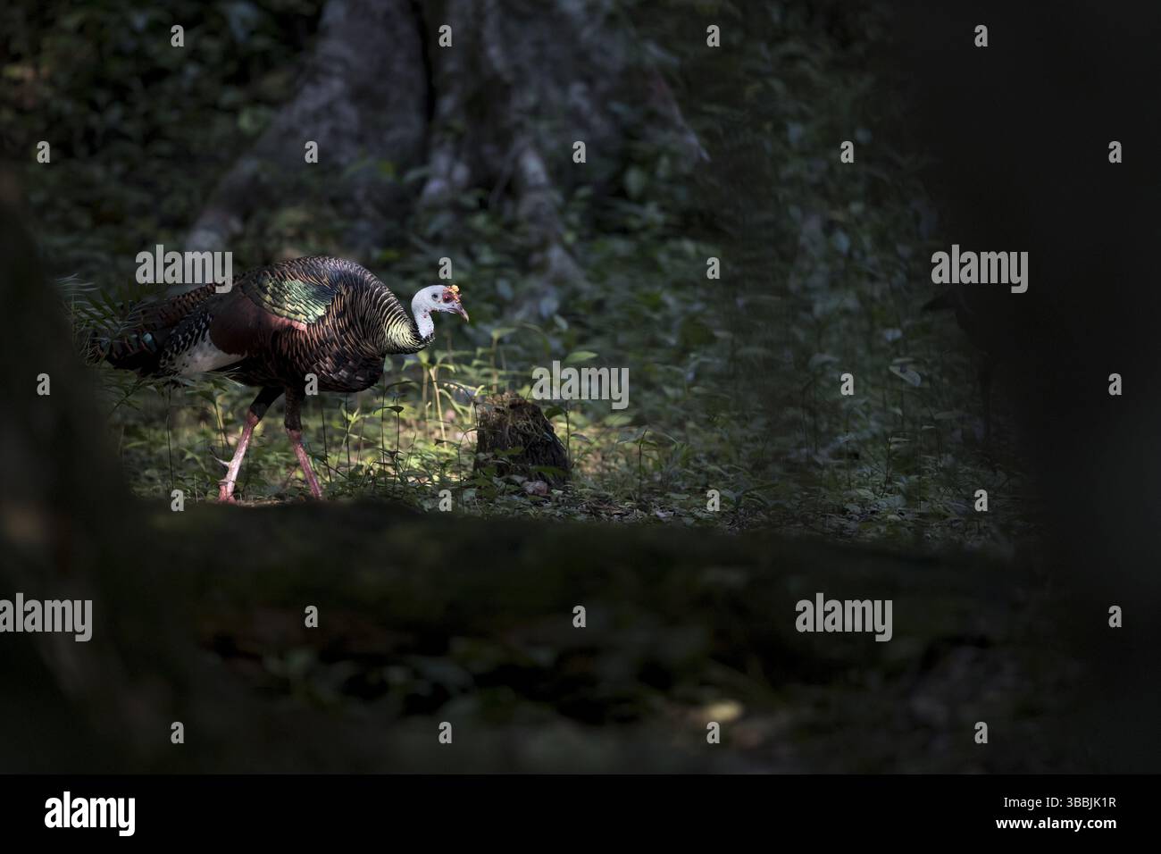 Ocellated Turkey (Meleagris ocellata) male, Peten, Guatemala, Central ...