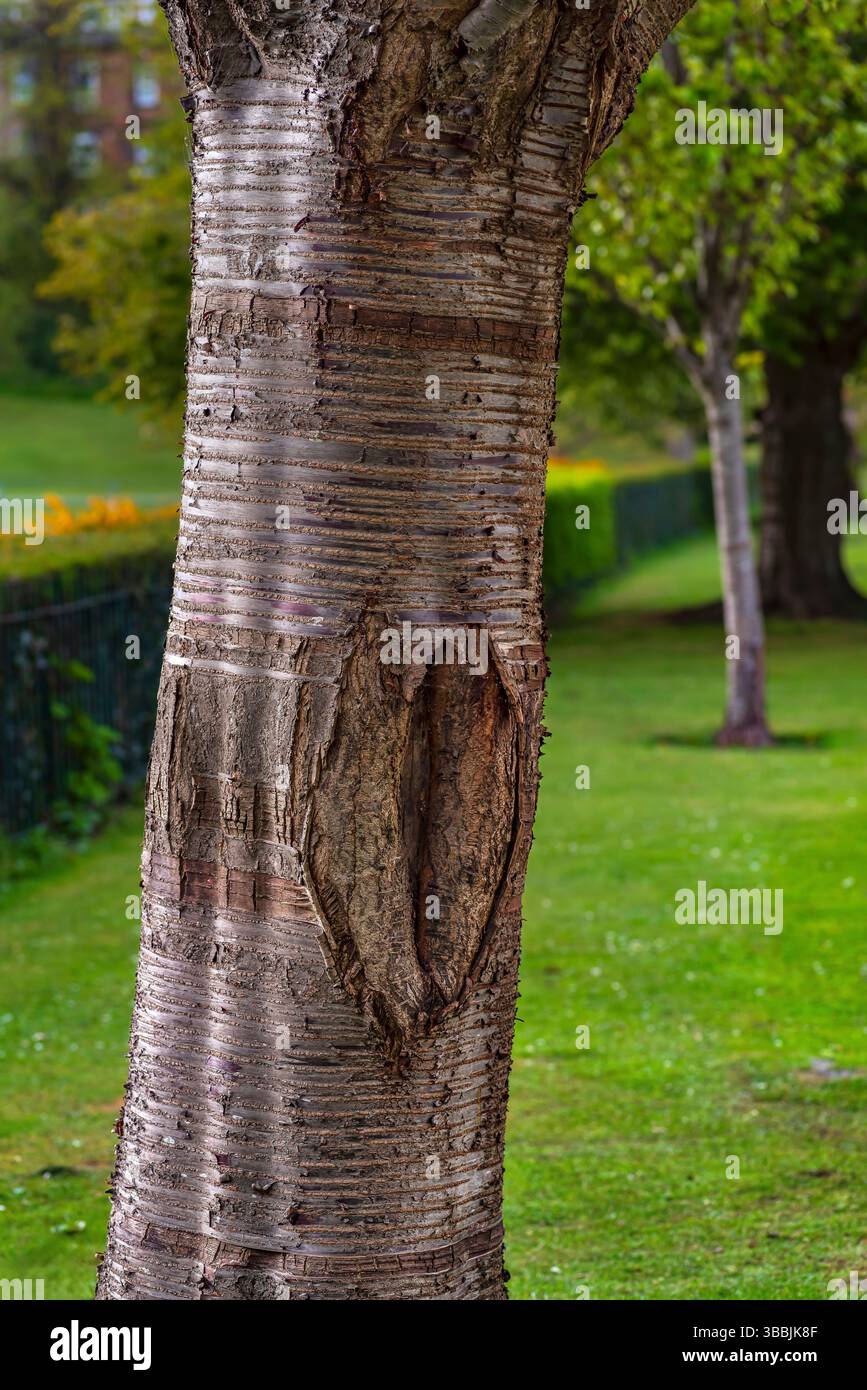Sheffield park garden spring hi-res stock photography and images - Alamy
