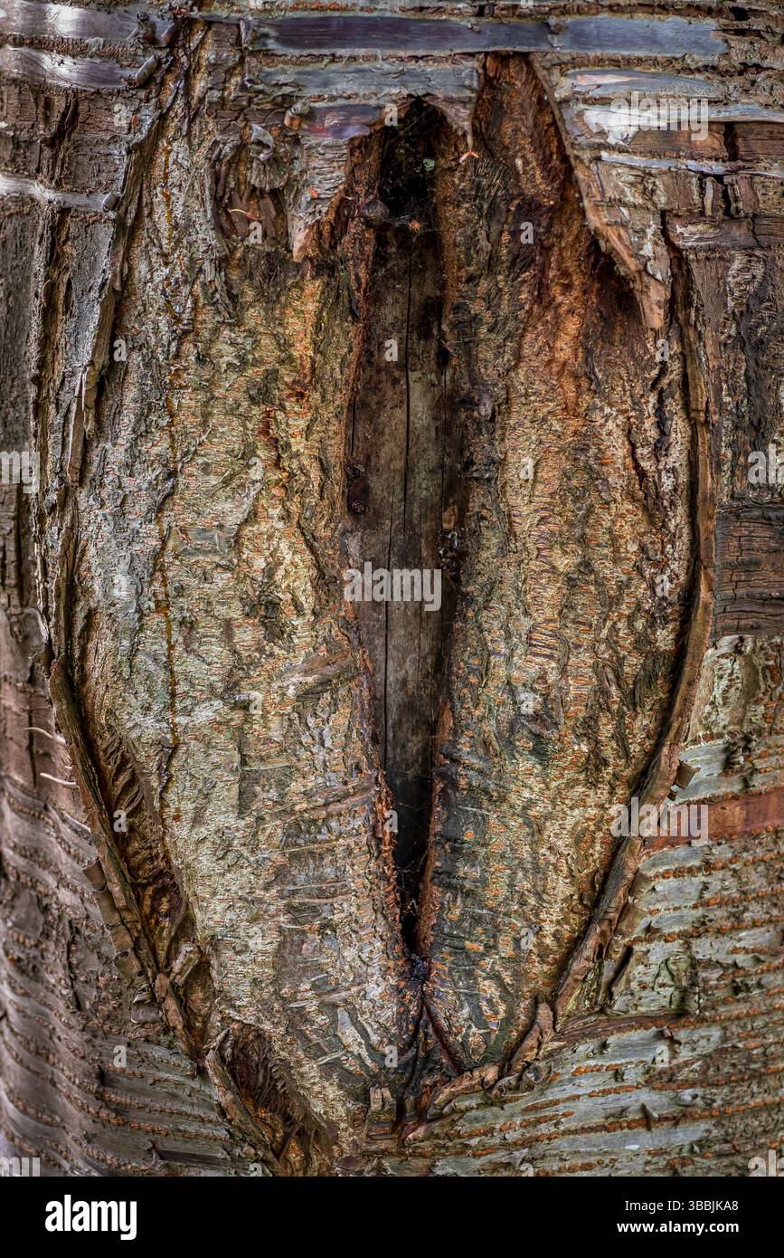 Crookes Valley Park, Sheffield, UK Stock Photo - Alamy