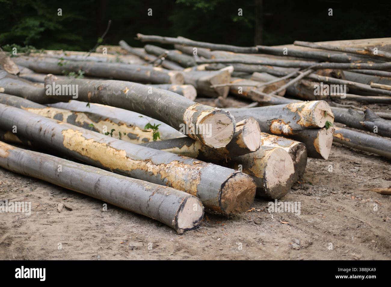Stack of firewood, illegal logging Stock Photo - Alamy