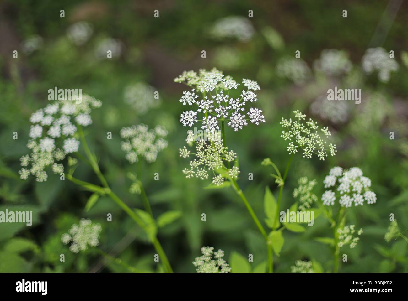 Ground elder plant, Goutweeds (Aegopodium podagraria Stock Photo - Alamy