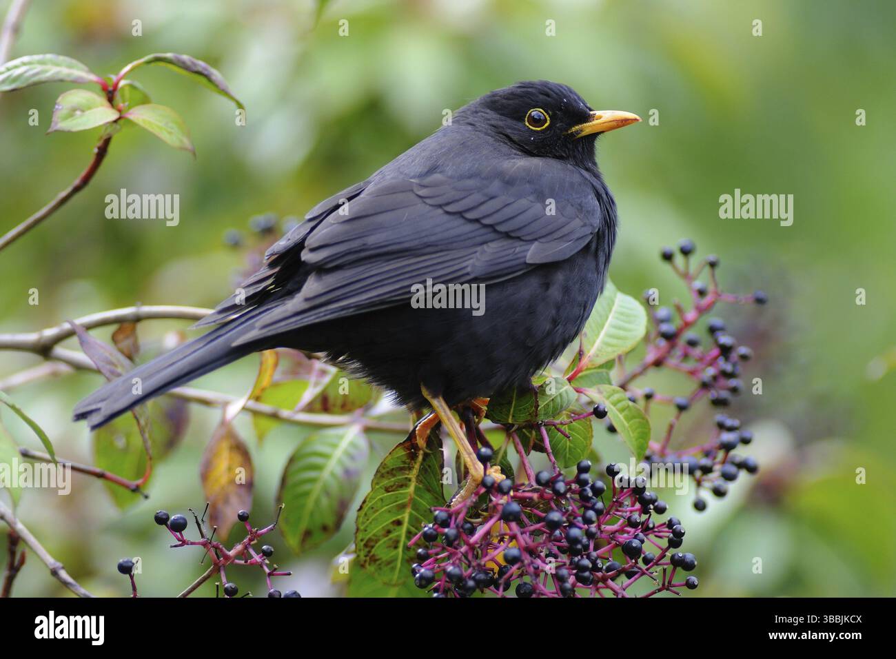 Black Thrush (Turdus infuscatus), Guatemala, Central America Stock ...