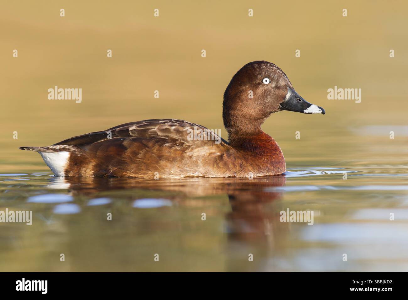 Hardhead (Aythya australis) male, Victoria, Australia, Oceania Stock ...