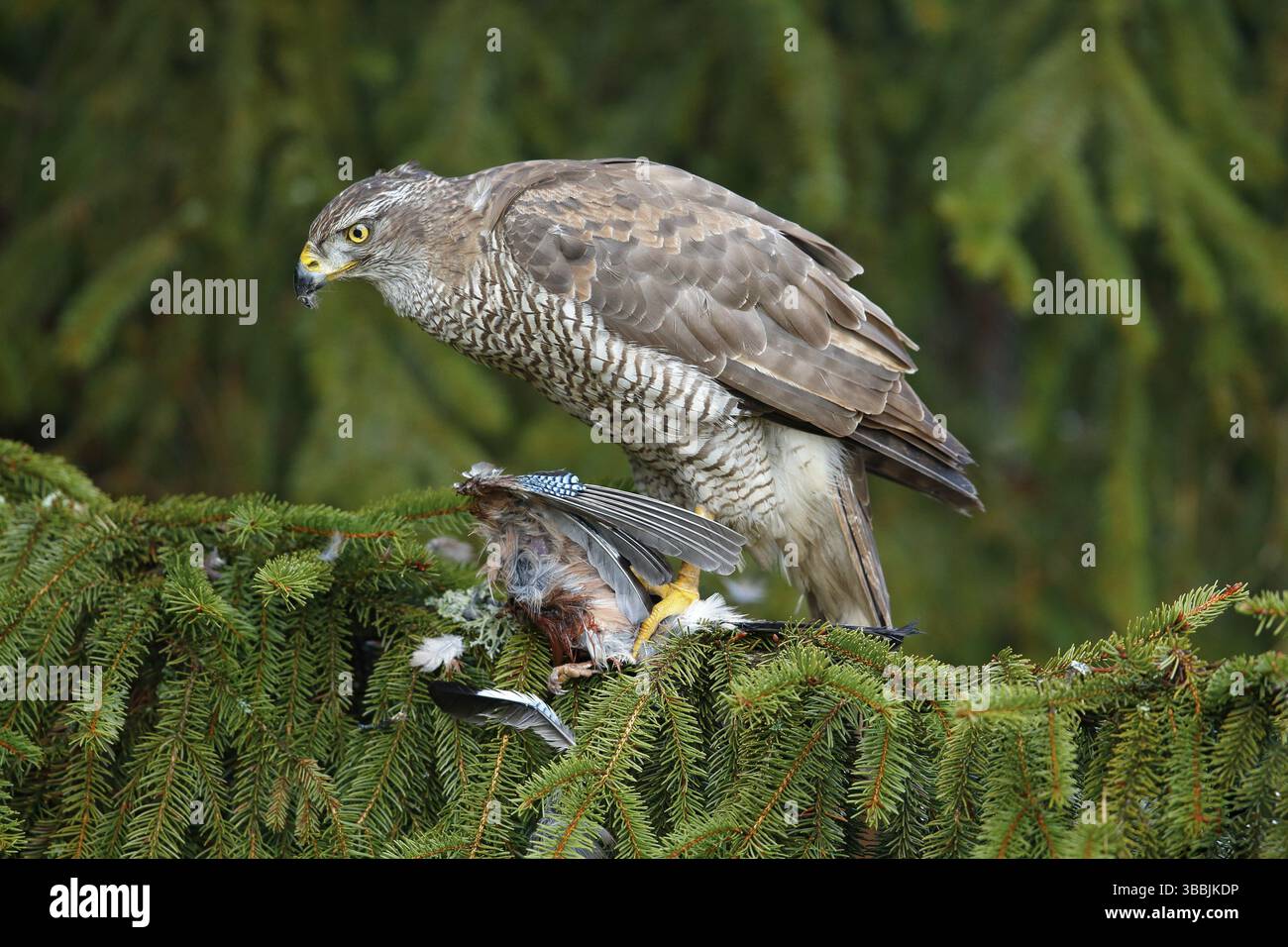 Bird behaviour. Bird of prey Goshawk kill jay on green spruce tree ...