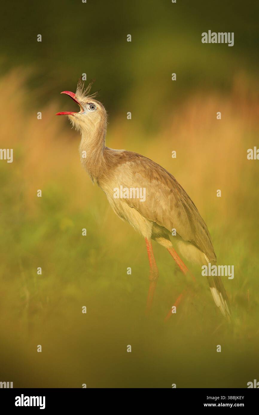 Red-legged Seriema, Cariama cristata, Pantanal, Brazil. Typical bird ...