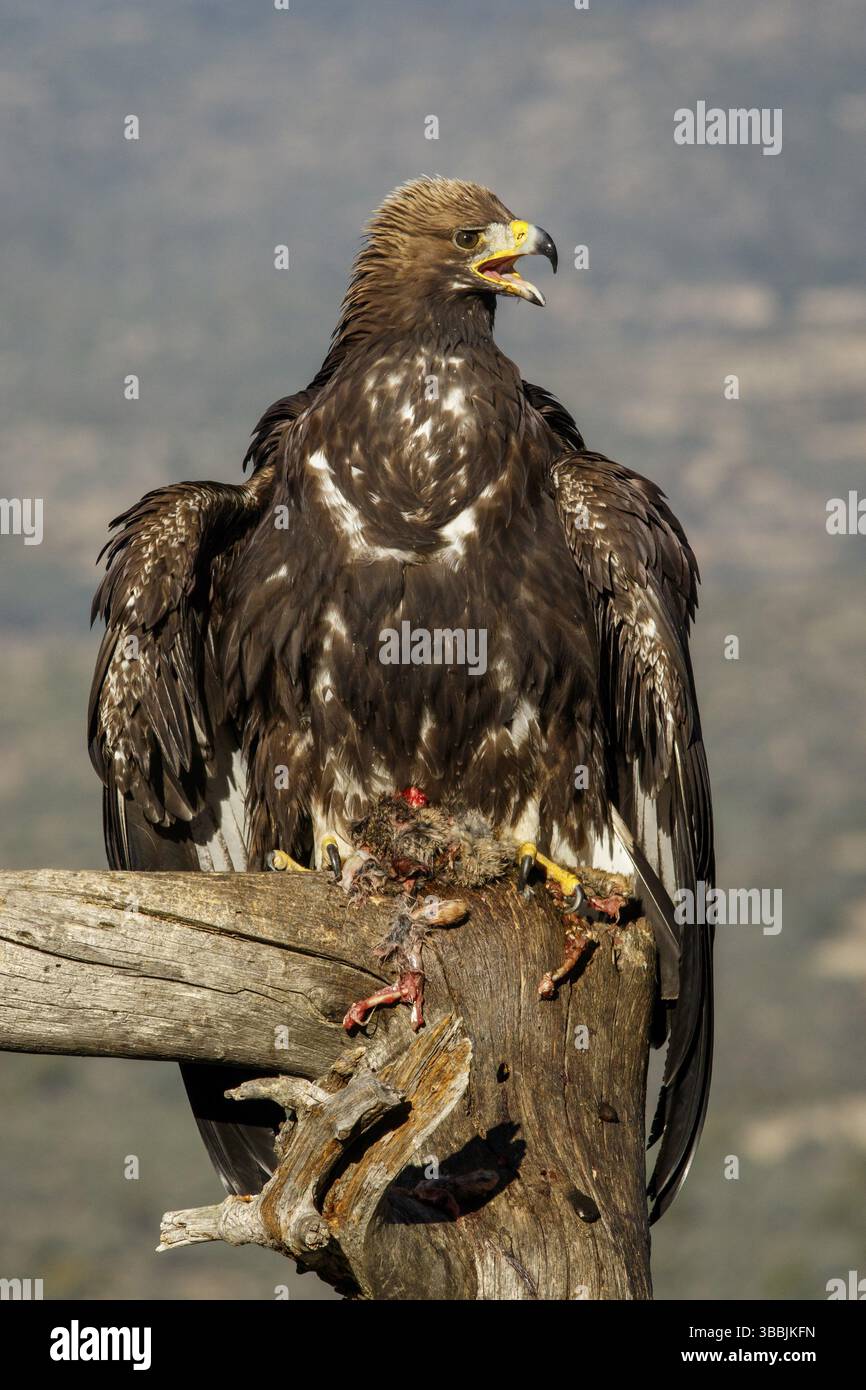 Golden Eagle (Aquila chrysaetos) immature, first winter plumage eating ...
