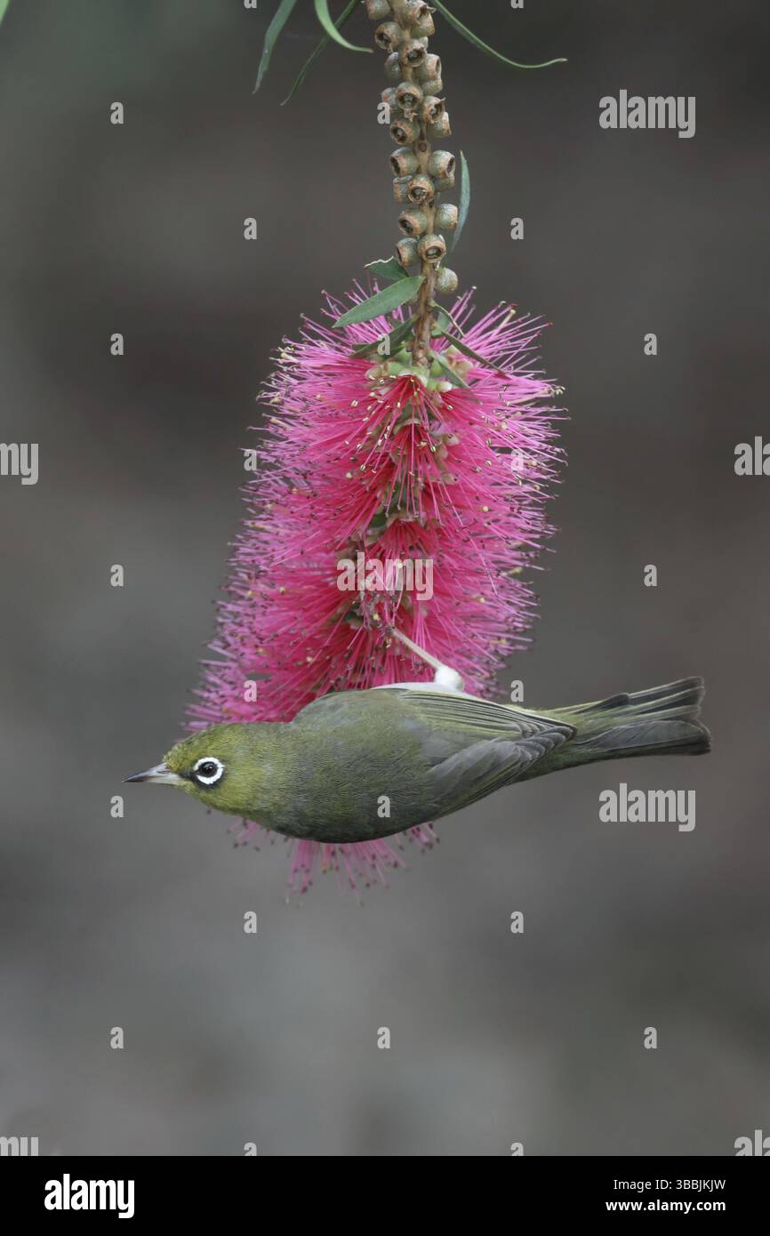 Canary White-eye (Zosterops luteus), Western Australia, Australia ...