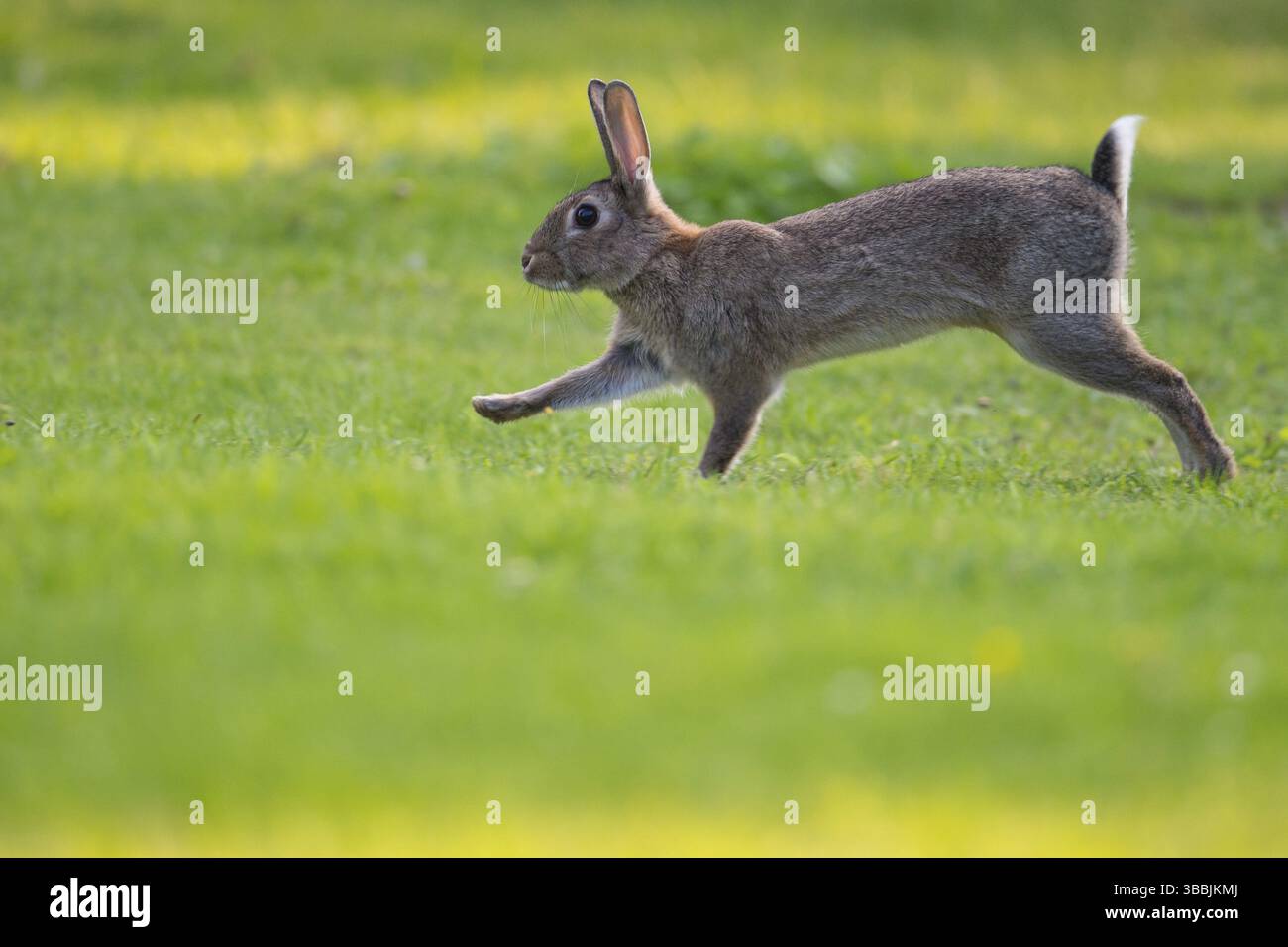 European Rabbit (Oryctolagus cuniculus) adult running in meadow, Lower ...