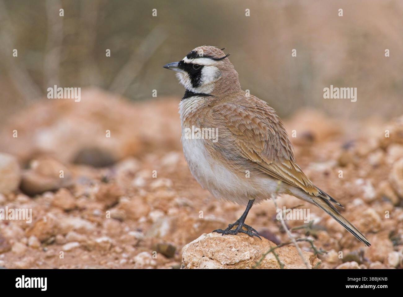 Temminck's Lark (Eremophila bilopha), Morocco, Africa Stock Photo - Alamy