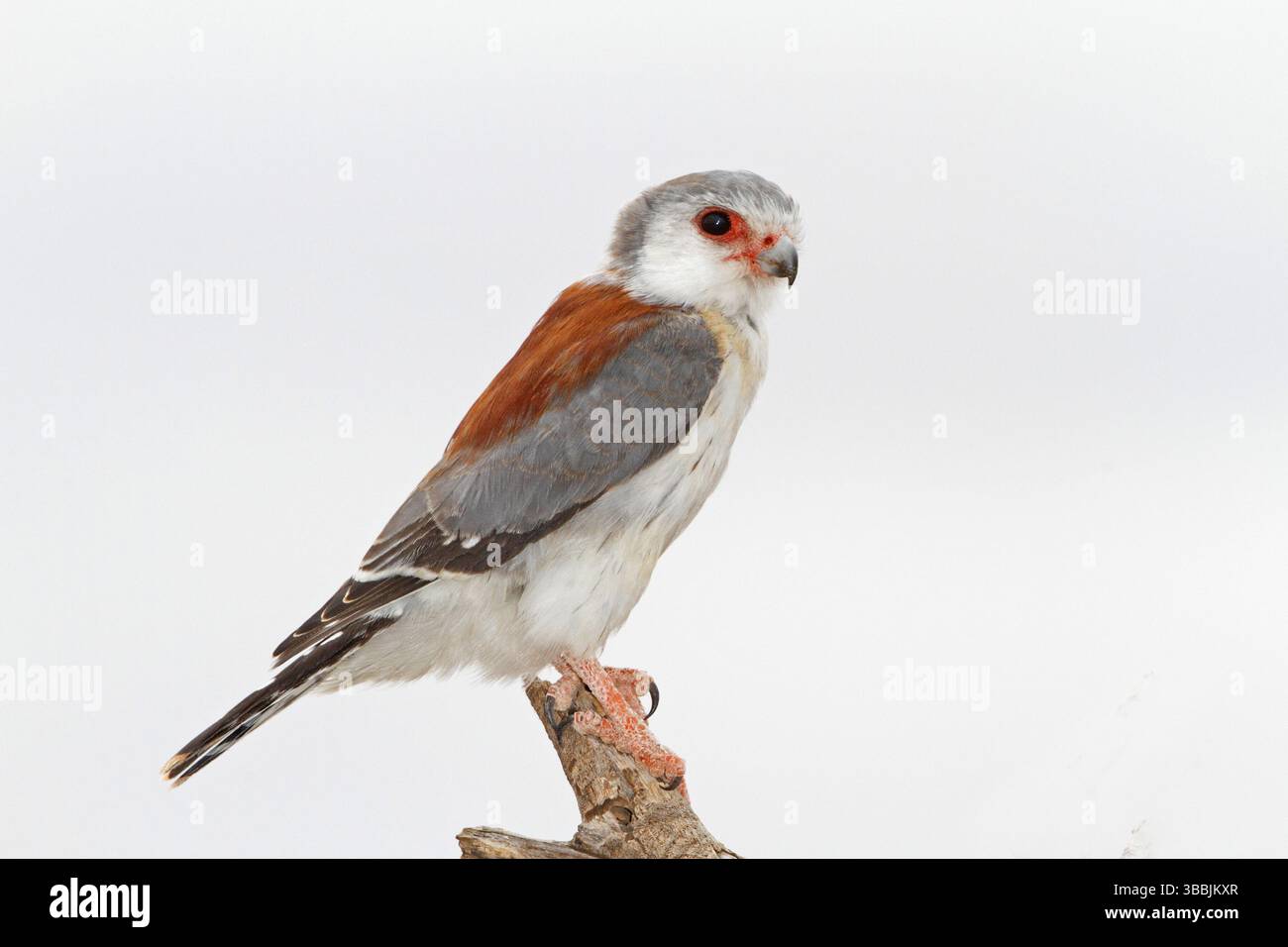 Pygmy Falcon (Polihierax semitorquatus) female, Samburu, Kenya, Africa ...