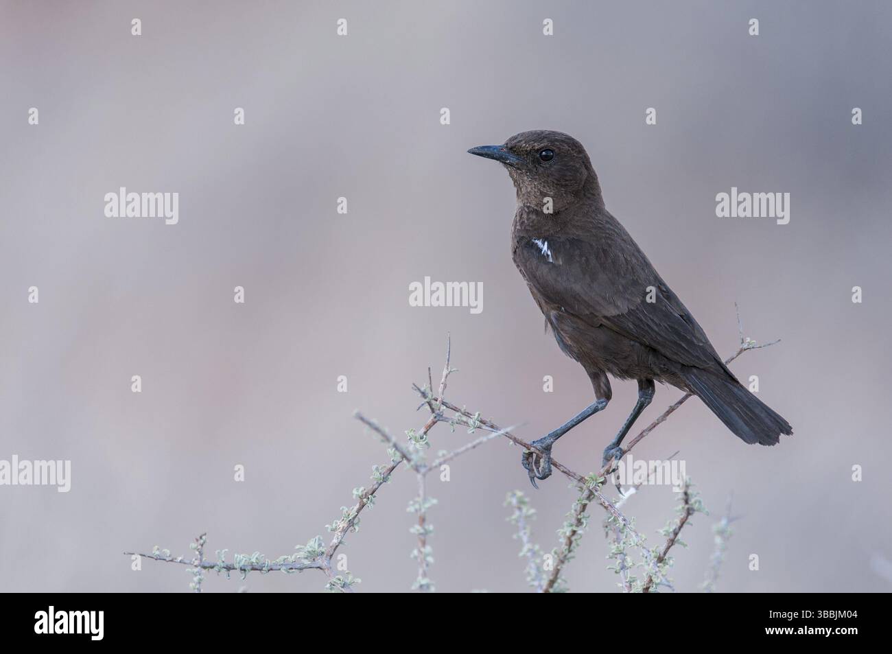Ant-eating Chat (Myrmecocichla formicivora), Northern Cape, South ...